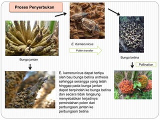 Elaeidobius kamerunicus sebagai polinator tanaman kelapa sawit | PPTX