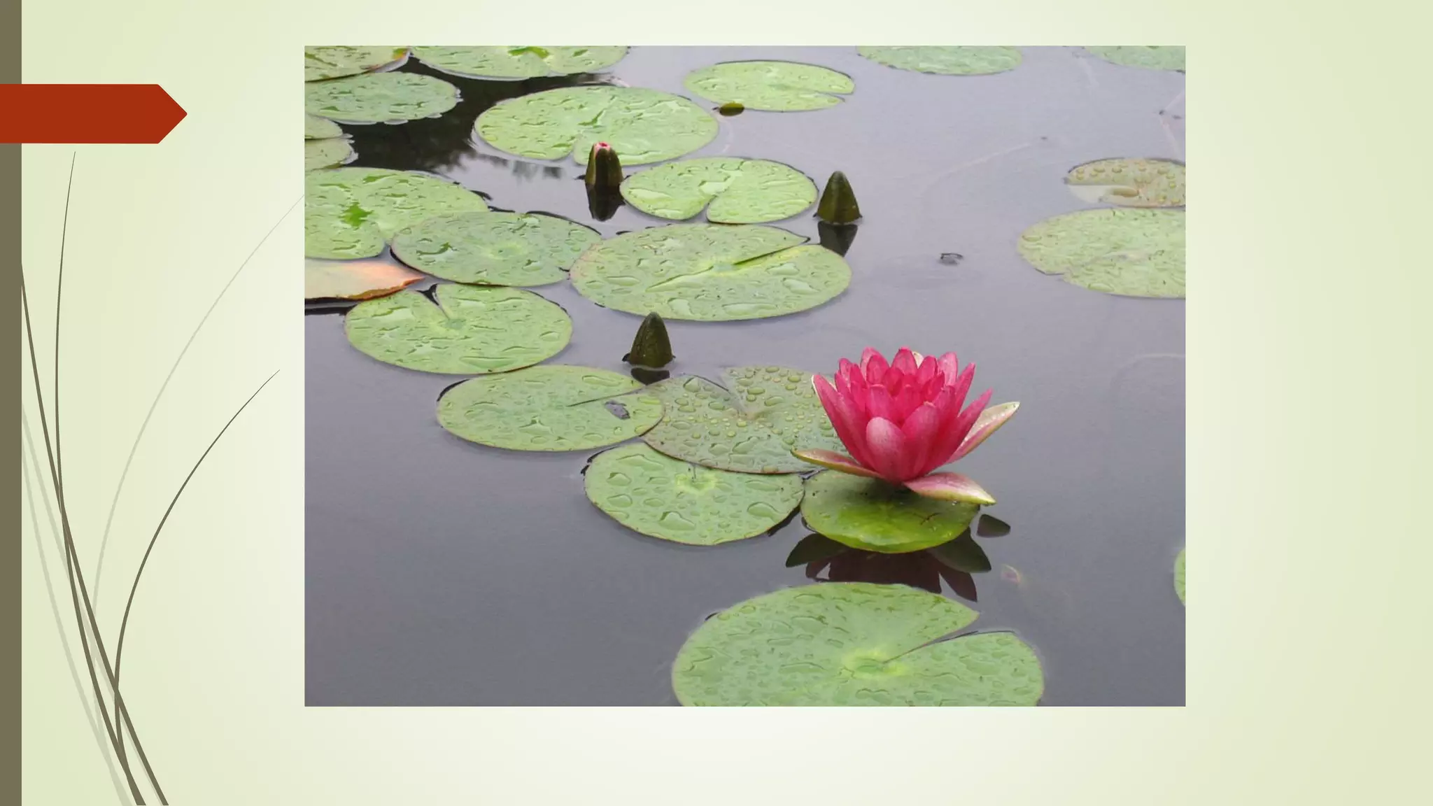 Ela grade 3 unit 2 lesson 1 mystery photos | PPTX