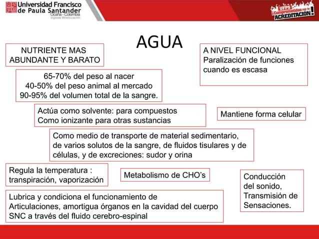 EL AGUA COMO NUTRIENTE.pptx