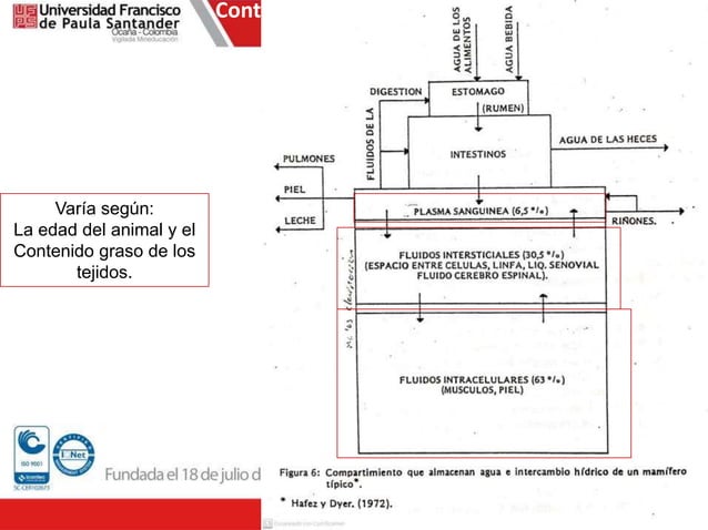 EL AGUA COMO NUTRIENTE.pptx