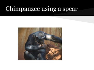 Elaina jillpruetz | PDF