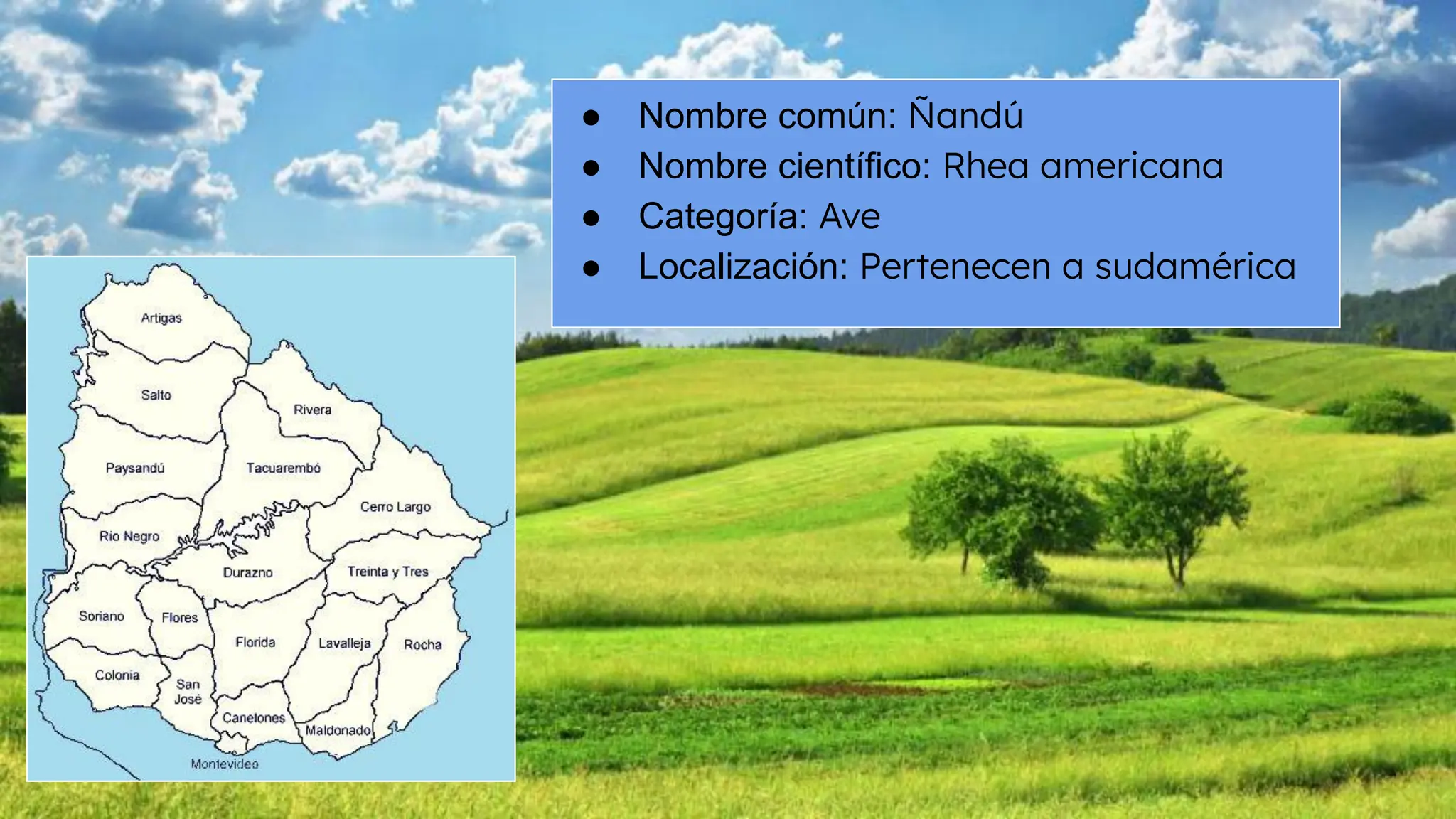 El ñandú - Ficha descriptiva.pdf para saber que es | PDF