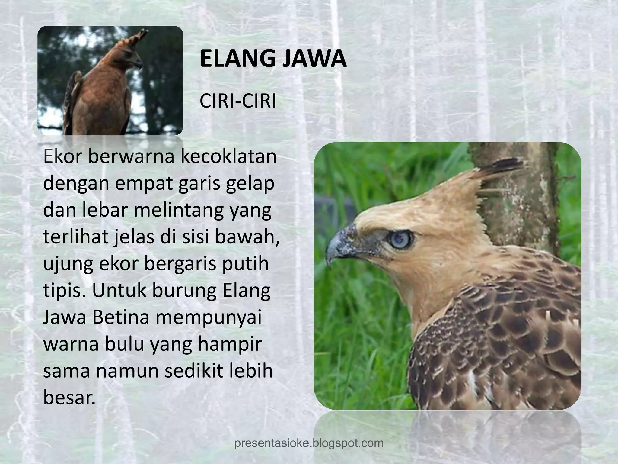 Elang Jawa | PPSX