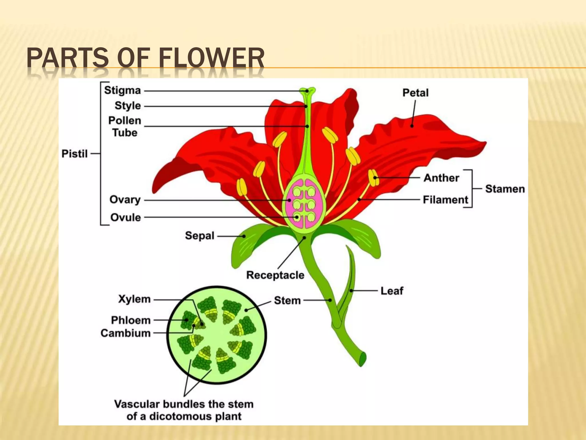 DEVELOPMENTAL PATTERNS IN FLOWERING PLANTS | PPTX