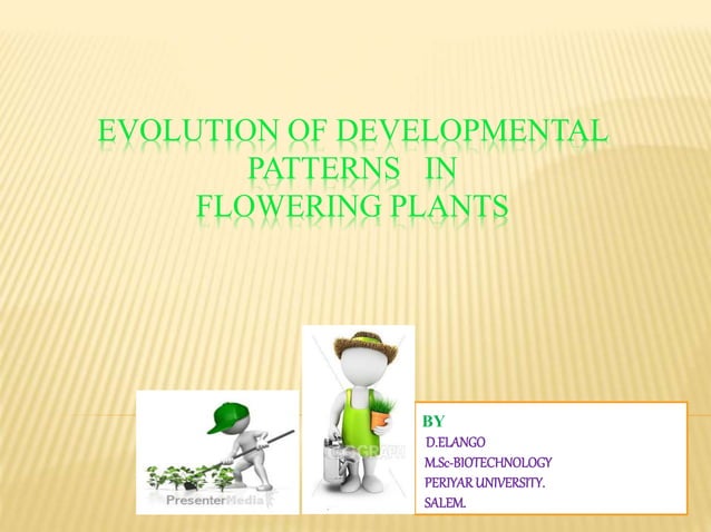 DEVELOPMENTAL PATTERNS IN FLOWERING PLANTS | PPTX