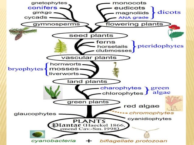 DEVELOPMENTAL PATTERNS IN FLOWERING PLANTS | PPTX