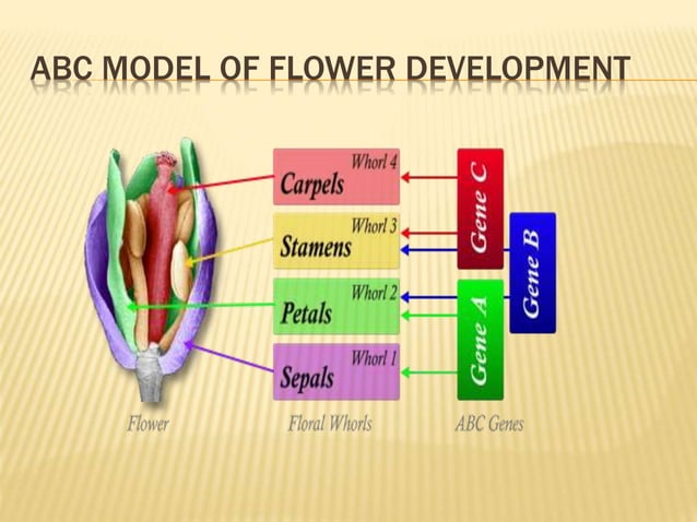 DEVELOPMENTAL PATTERNS IN FLOWERING PLANTS | PPTX
