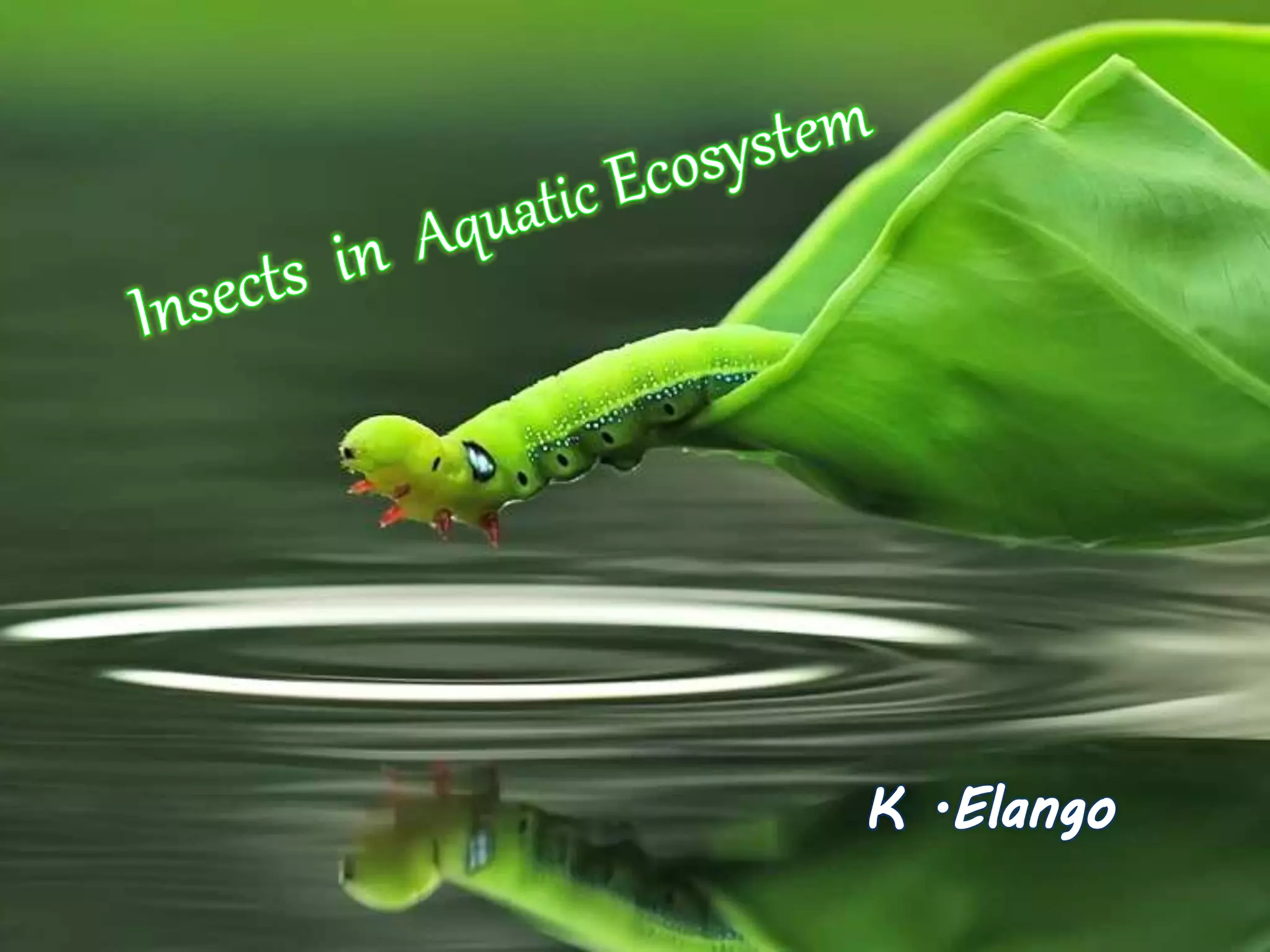 Aquatic insect Ecosystem | PPTX