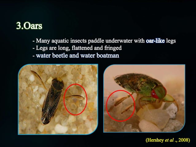Aquatic insect Ecosystem | PPTX | Infectious Diseases | Diseases and ...