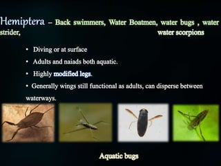 Aquatic Hemiptera Larvae