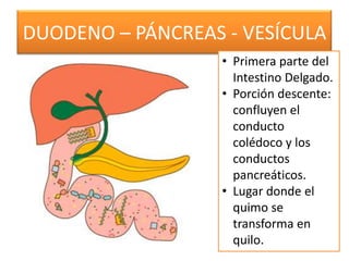 El Aparato Digestivo | PPTX