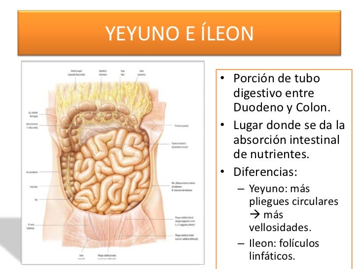 El Aparato Digestivo