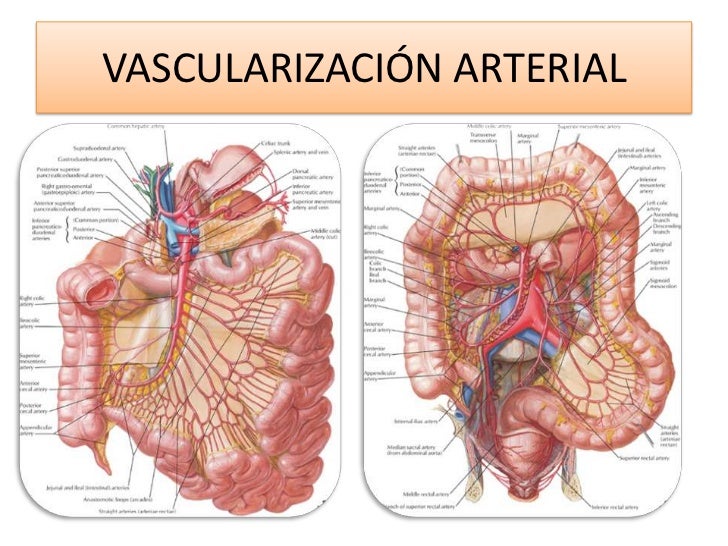 Sistema digestório netter - Imagui