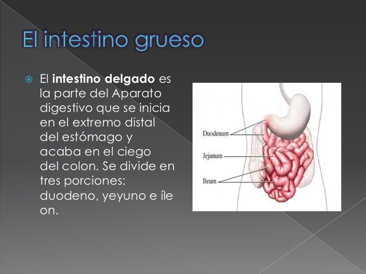El aparato digestivo