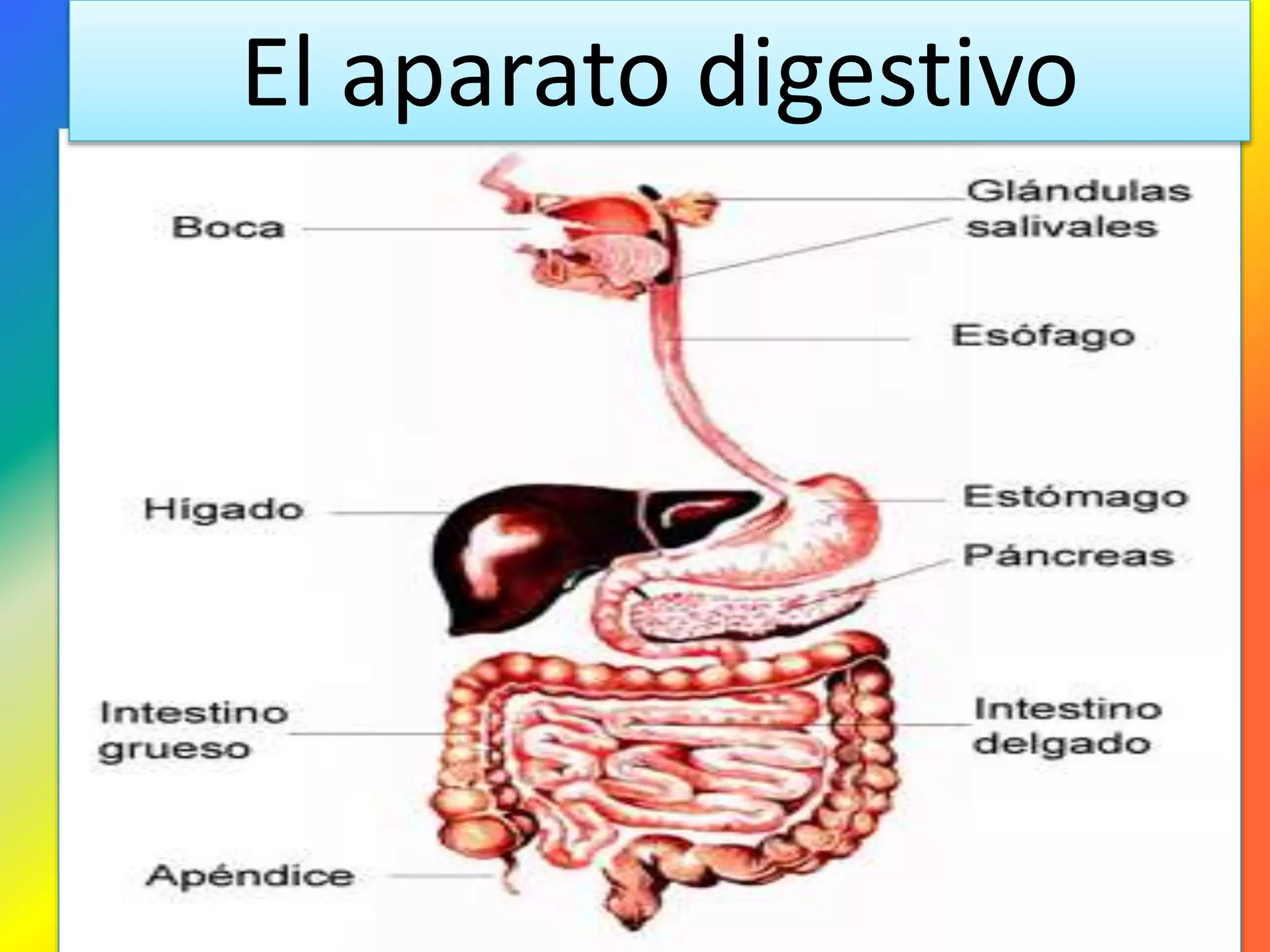 El aparato digestivo | PPTX