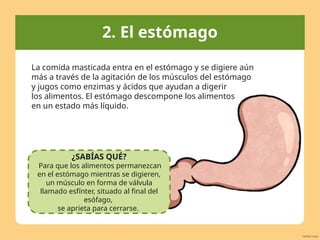 EL APARATO DIGESTIVO.pptx PARA SEXTO GRADO | PPTX