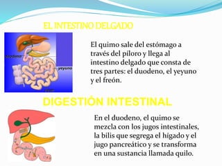 El aparato digestivo clase 5 | PPTX