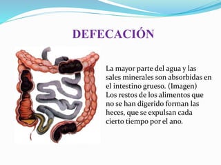 El aparato digestivo clase 5 | PPTX