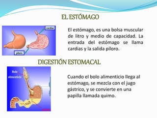 El aparato digestivo clase 5 | PPTX
