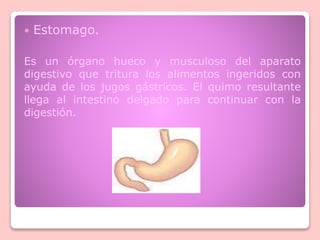 El aparato digestivo humano | PPTX