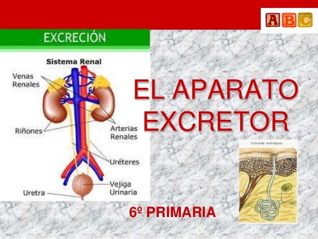 Imagenes del aparato excretor - Imagui