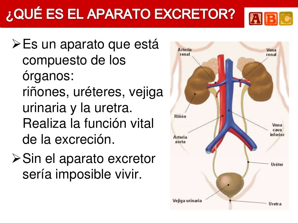 Partes Del Aparato Excretor Con Sus Funciones Resumen Baysection