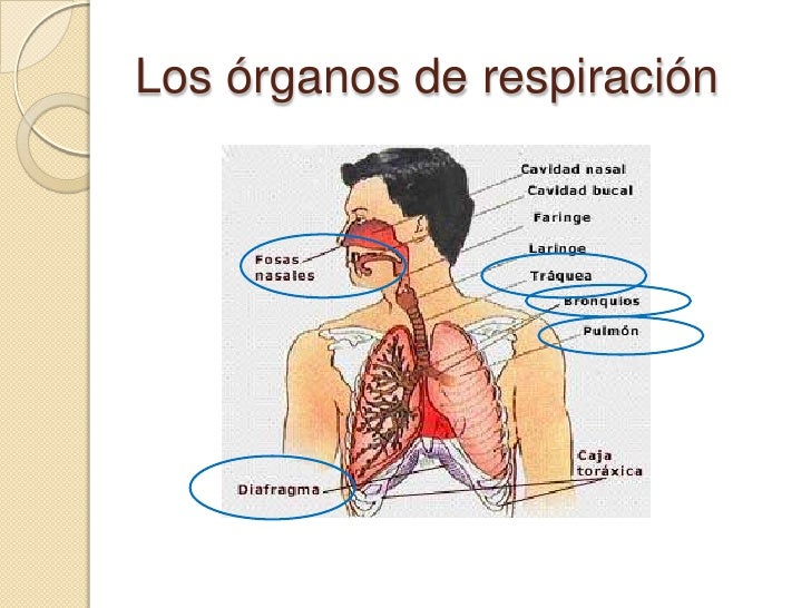 Aparato Fonador Organos De Fonacin Y Msculos Para aparato respiratorio ...
