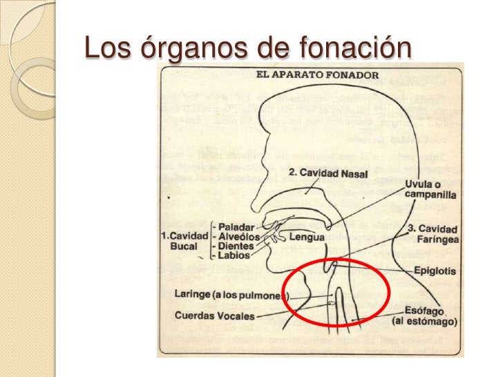 Aparato Fonador Organos De Fonacin Y Msculos Para