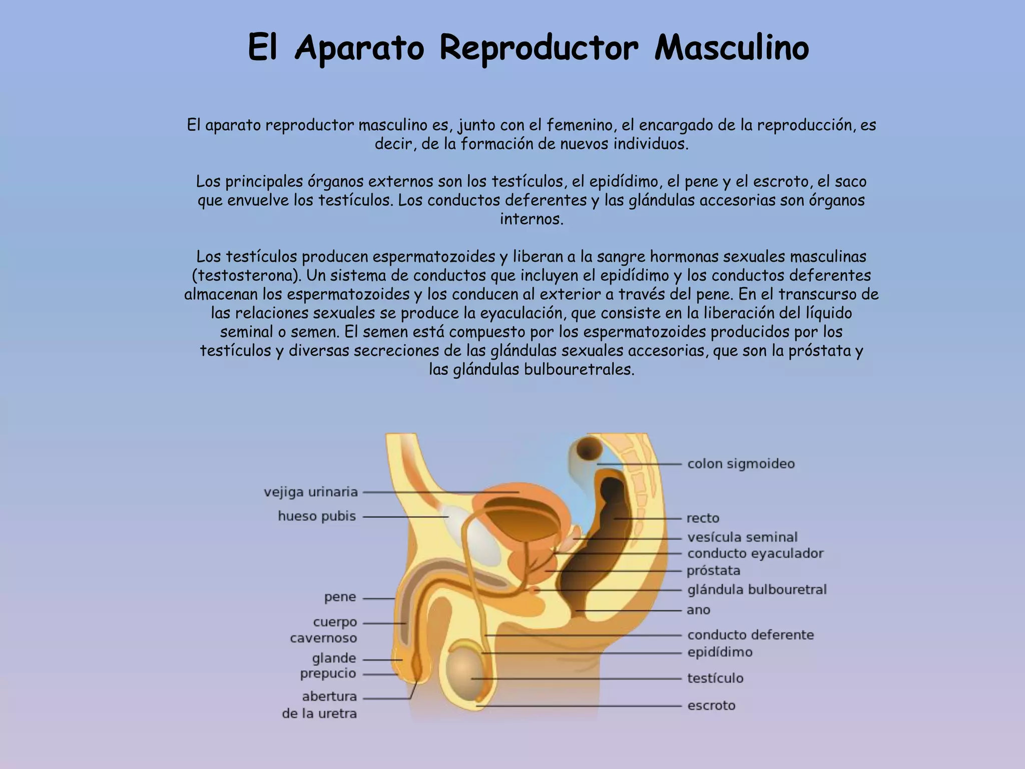 El Aparato genital Masculino y Femenino | PDF