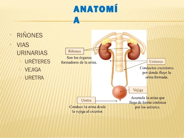 El aparato genitourinario