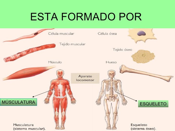 El Aparato Locomotor