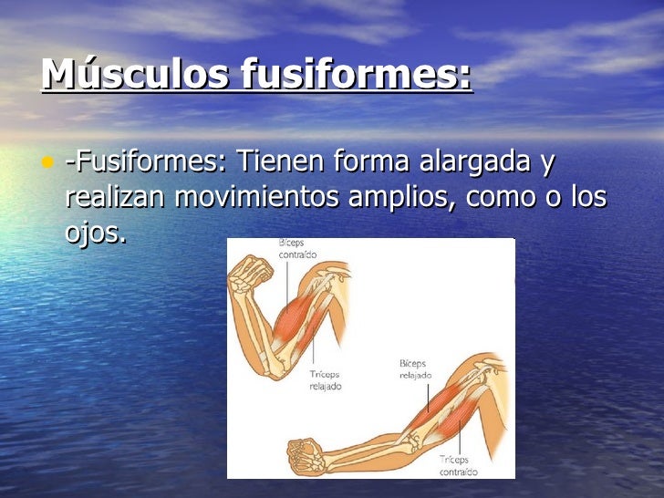 El aparato locomotor adolfo