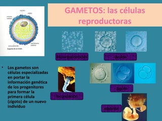 El aparato reproductor | PPT