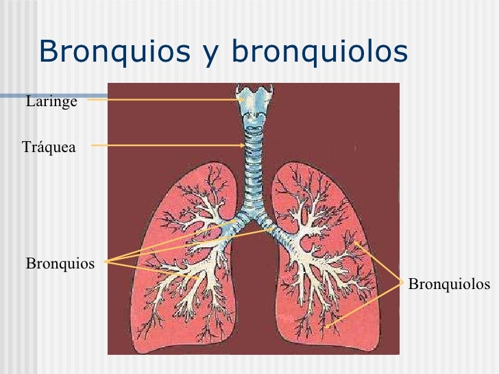 El aparato respiratorio