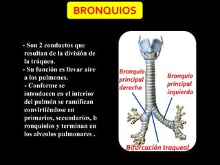 El aparato respiratorio | PPTX