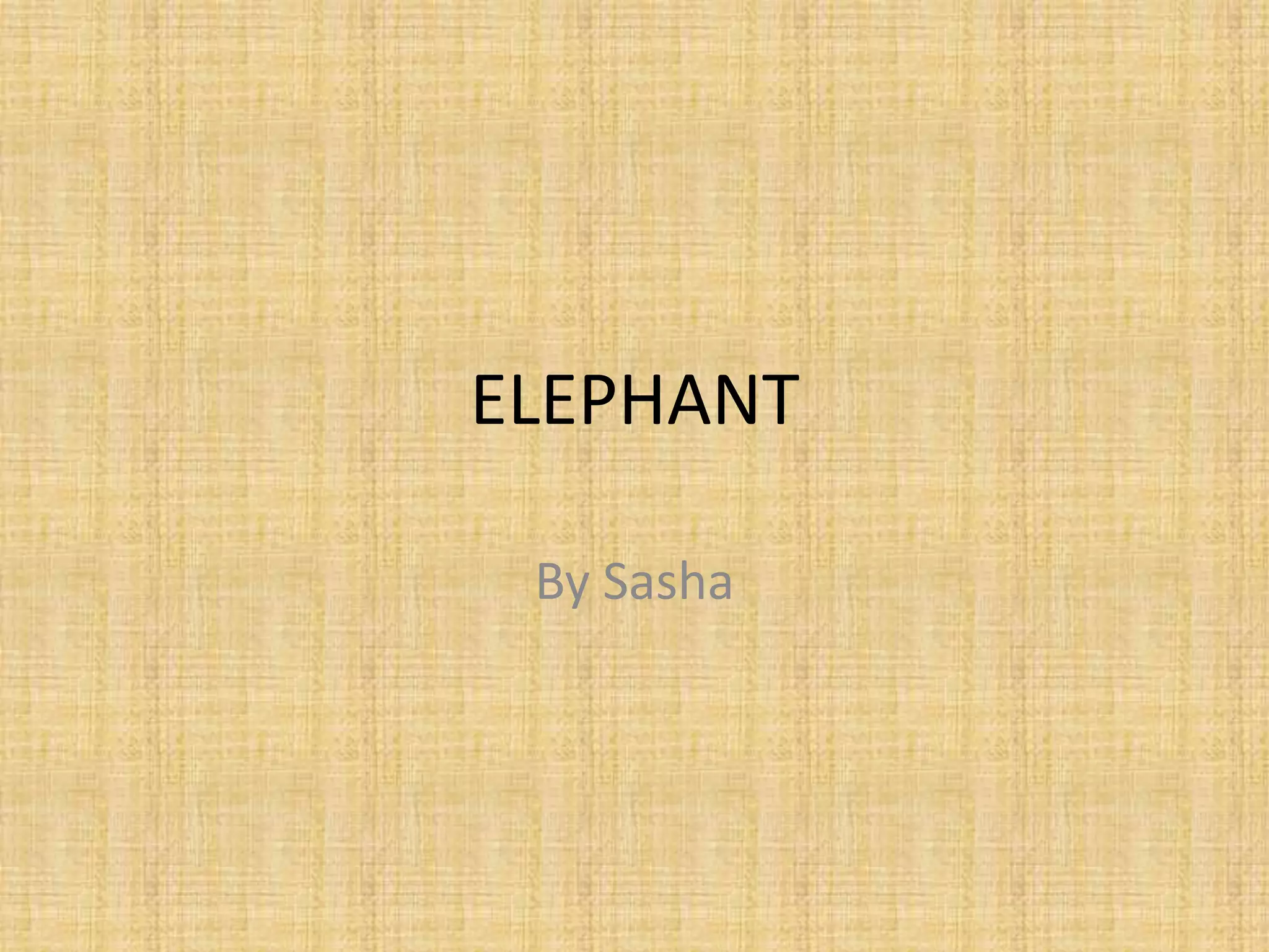 Elephant | PPTX