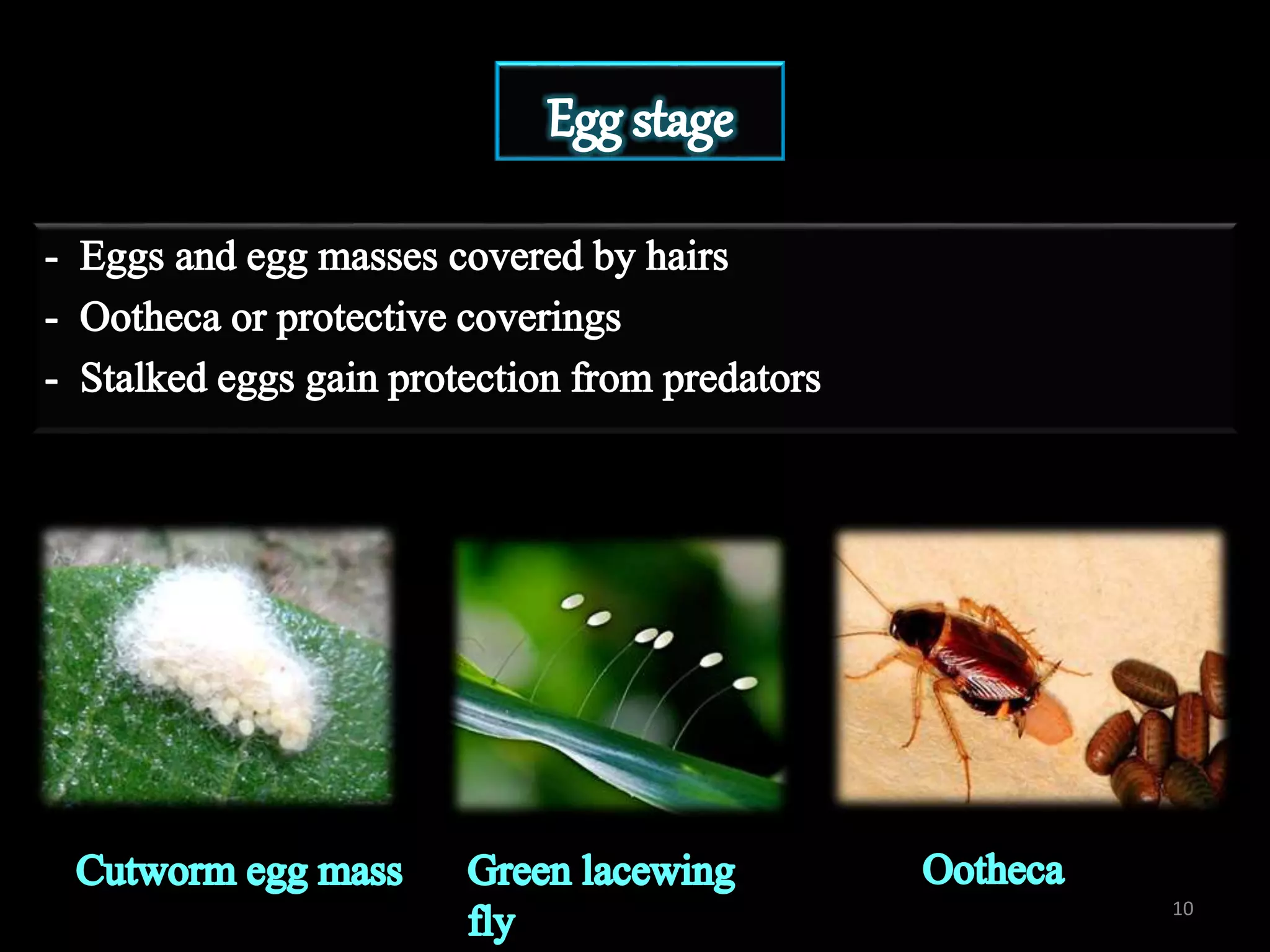 INSECT DEFENSE MECHANISM | PPTX