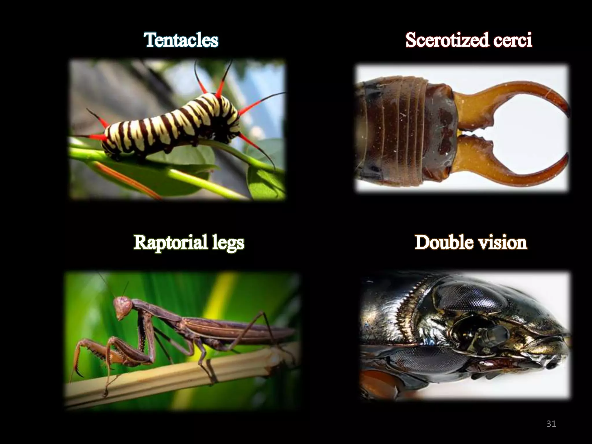 INSECT DEFENSE MECHANISM | PPTX