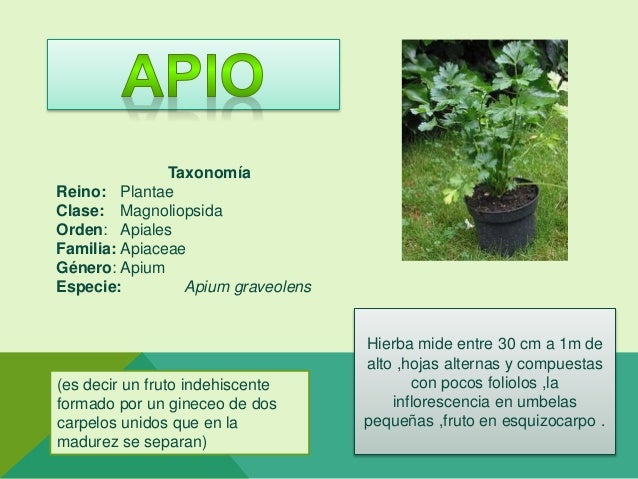 El apio