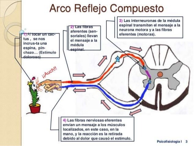 El arco reflejo