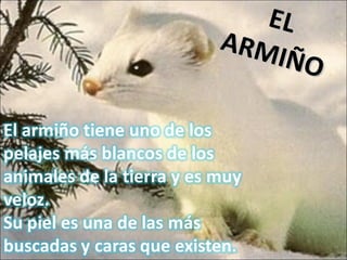 El Armiño | PPT