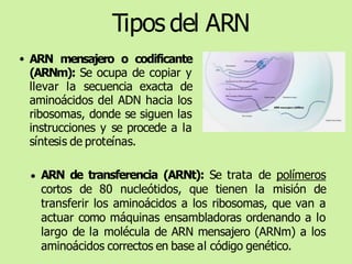 El ARN | PPTX