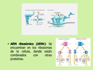 El ARN | PPTX