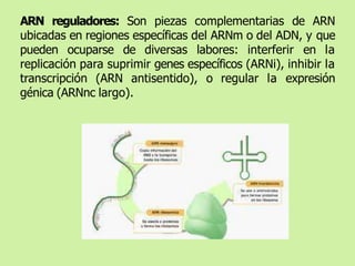 El ARN | PPTX