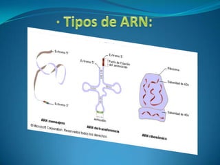 El arn y su importancia biológica | PPTX