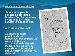 El arn y su importancia biológica | PPTX