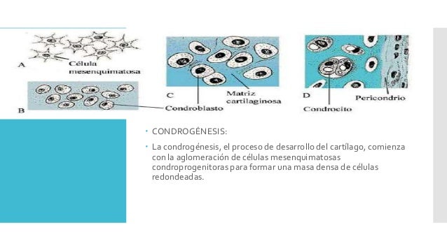 El arte de la medicina regenerativa en el