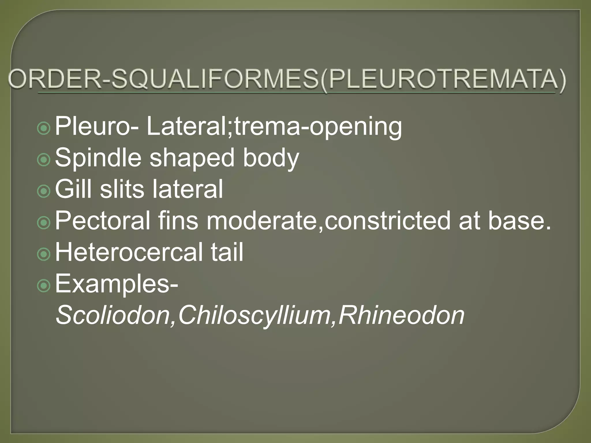 Elasmobranchii | PPTX