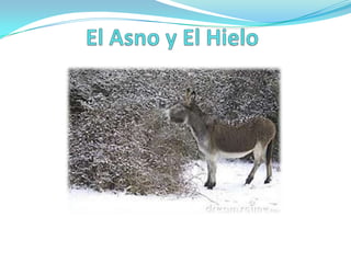 El asno y el hielo | PPTX