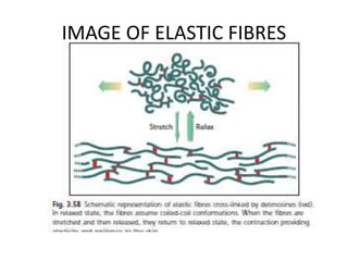 Elastic fibres | PPTX